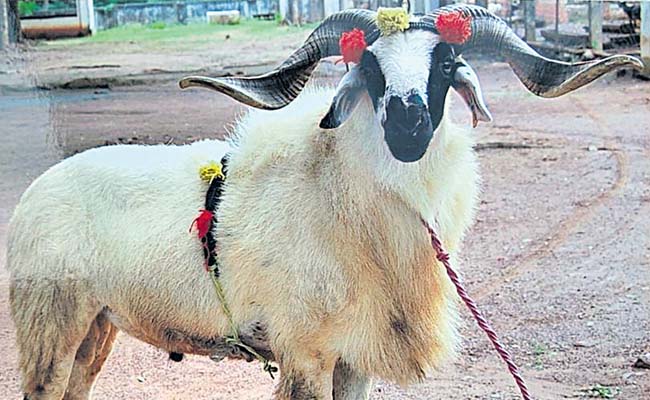 గొర్రెలకు అరుదైన గుర్తింపు | A rare identity for sheep | Sakshi