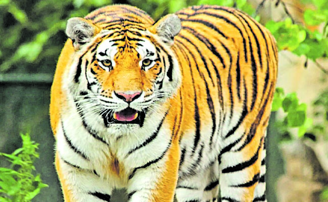 ఐదేళ్లలో 661 పులుల మృత్యువాత | 661 tiger deaths in five years | Sakshi