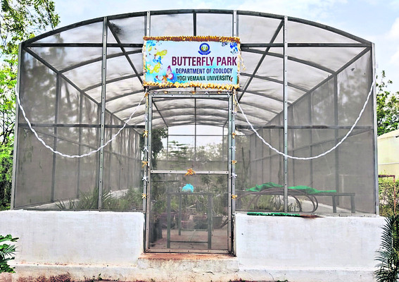 సీతాకోక చిలుక..కనులవిందు ఇక | - | Sakshi