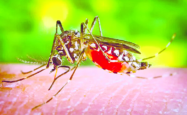 రాష్ట్రానికి డెంగీ ముప్పు | Dengue surveillance in 28 hospitals of ...