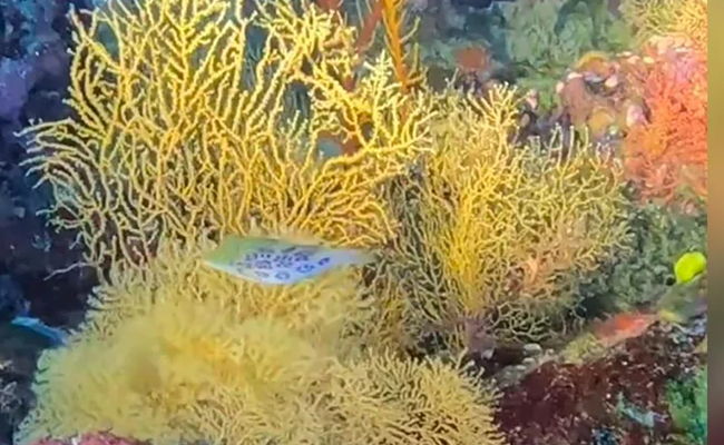 సూపర్‌ రేర్‌ చిరుత టోబీ పఫర్‌ ఫిష్‌: మురిసిపోతున్న ప్రకృతి ప్రేమికులు ...