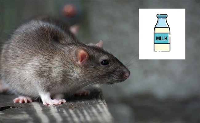 ఎలుక పాలు లీటరు 18 లక్షలా..! | Do You Know About Most Expensive Milk In ...