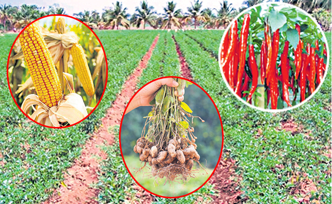 రైతుల మోముల్లో ‘ధర’హాసం | record prices of crop produced in andhra ...