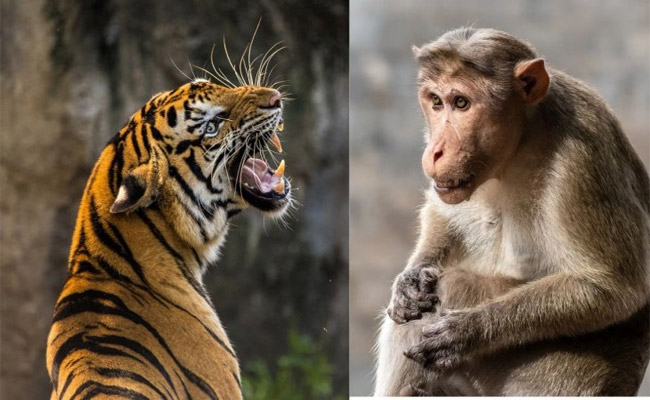 పులితో పెట్టుకున్న కోతి.. మరి ఏది గెలిచింది? | Monkey Attack on Tigers ...