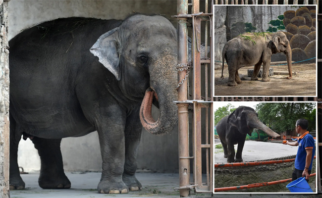 'మాలి' ఇక లేదు! | Worlds Saddest Elephant Mali Died In Philippine Zoo ...
