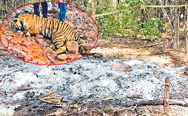 మగపులిని మట్టుబెట్టారు | One of the two tigers died an unnatural death ...