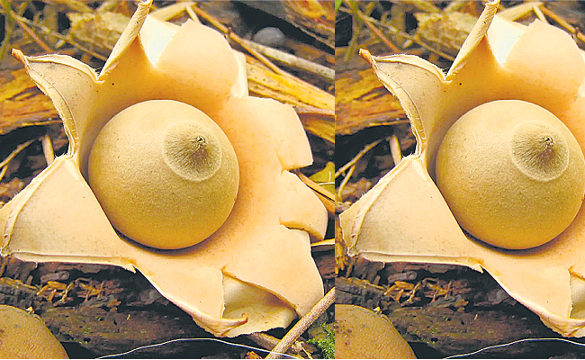 నేలమీది తారక: పువ్వు కాదు.. పుట్టగొడుగు! | Rounded Earthstar Geastrum ...