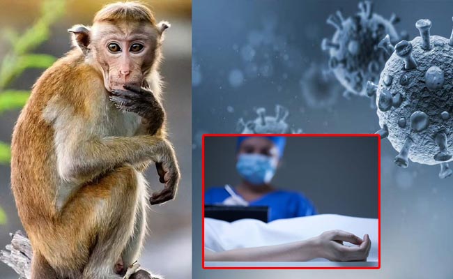 Monkey Fever: మం కీ ఫీవర్‌ కలకలం.. కర్ణాటకలో రెండు మరణాలు | Monkey ...
