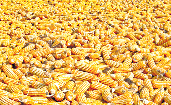 నేటి నుంచి మొక్కజొన్న కొనుగోళ్లు | Corn purchases from today | Sakshi
