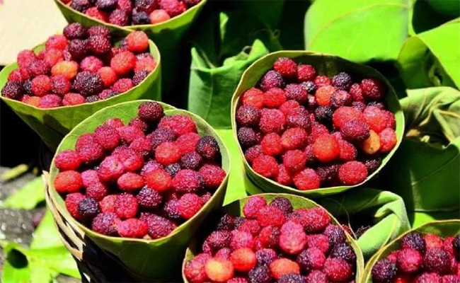 ప్రధాని మోదీ మెచ్చిన అడవి పండు! | Know About Uttarakhand Wild Fruits ...