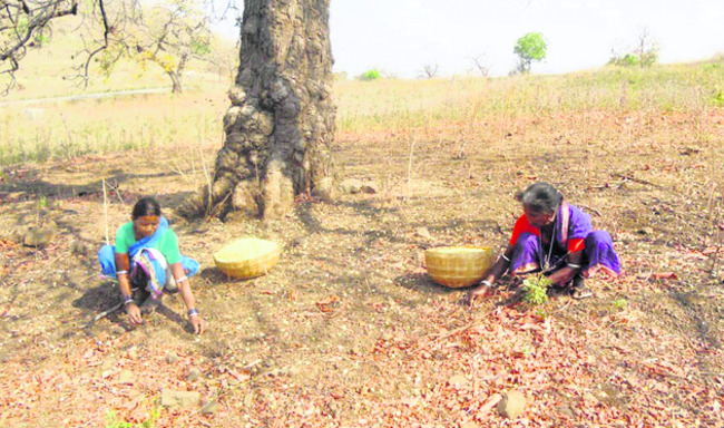 అడవి తల్లి ఆసరా.. | - | Sakshi