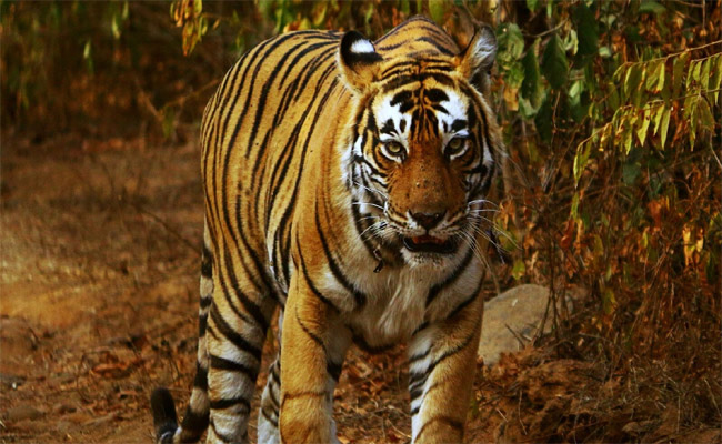 పులులను పట్టండి... ఓట్లు అడగండి’’! | First Catch the Tigers Than we ...