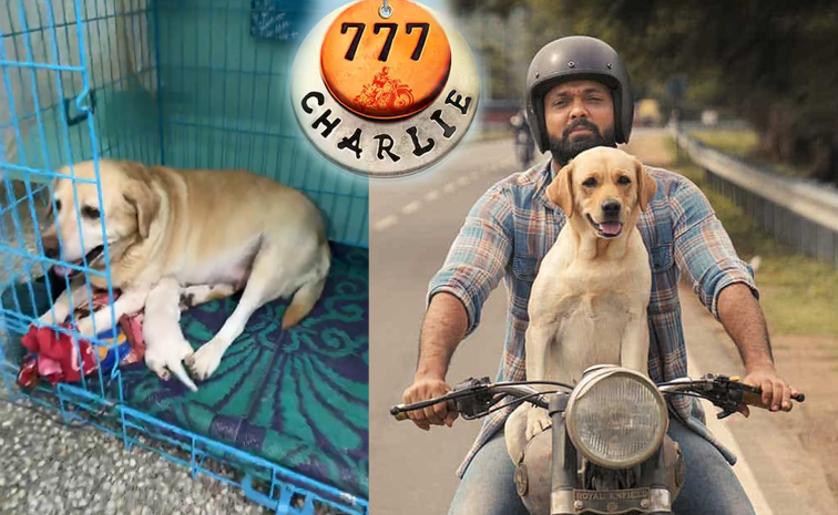 చార్లి గుర్తుందా.. ఇన్నేళ్ల తర్వాత అంటూ వీడియో షేర్‌ చేసిన రక్షిత్ ...