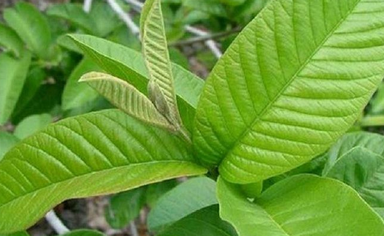 జామ పండ్లే కాదు, ఆకులతో కూడా అనేక లాభాలు | Do You Know There Best And ...