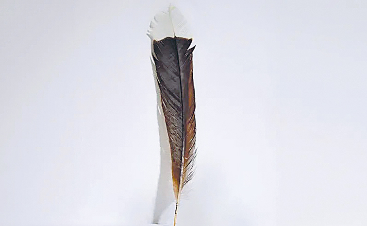 పక్షి ఈక 23.66 లక్షలు | World most expensive feather sells at New ...