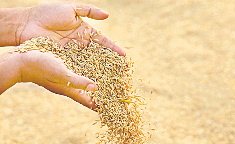 సన్న విత్తనాలు సిద్ధం | 19 Types Seeds Ready by Agricultural University ...