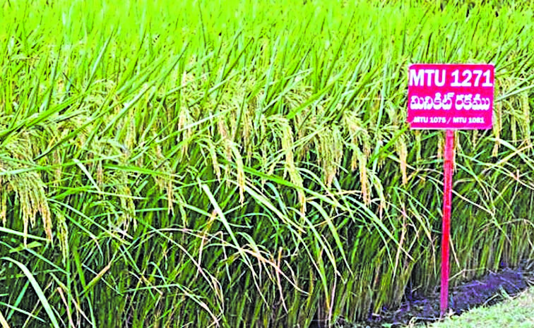 ఖరీఫ్‌కు కొత్త వరి వంగడాలు సిద్ధం | New paddy fields are ready for ...