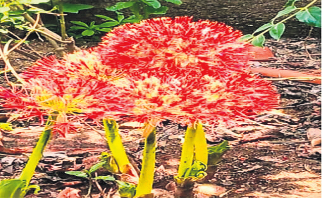 ఈ ఏడాది.. వికసించిన 'మే పుష్పం' ఇదే! | May Flower Is Special Which ...