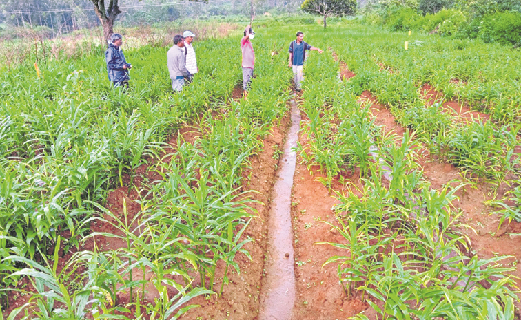 ఎత్తు మడులపై అల్లం నాటారో.. ఇక లాభాలే! | Pantangi Rambabu's ...