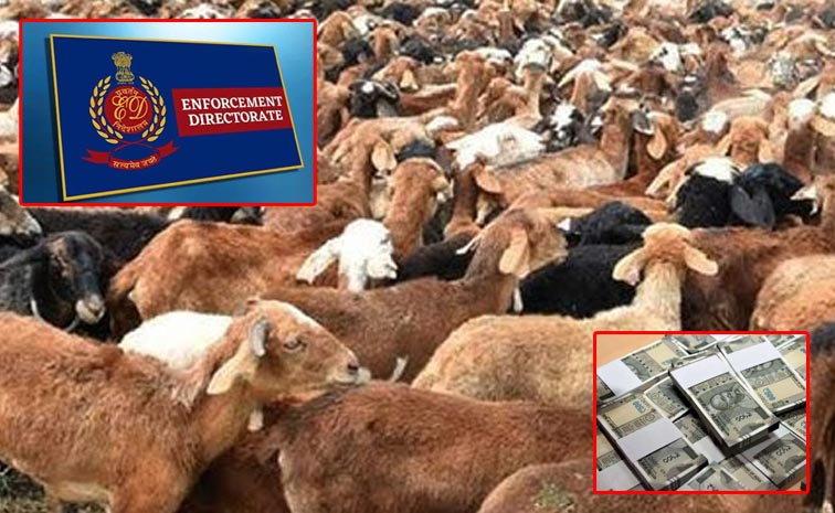 గొర్రెల స్కాంపై ఈడీ స్పీడ్‌.. పశుసంవర్ధక శాఖకు అధికారులు | ED Officials ...