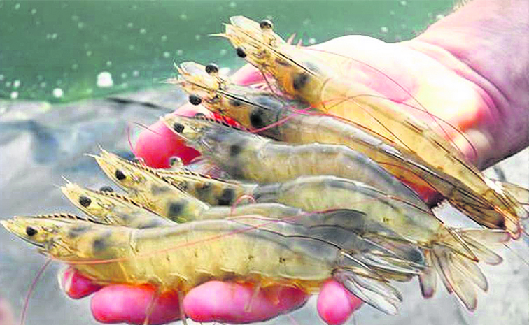 సముద్ర మత్స్య ఉత్పత్తుల ఎగుమతుల్లో ఆల్‌ టైం రికార్డు | All time record ...