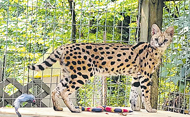 నిజమే... ఇది చిరుతలాంటి అడవిపిల్లి!! | A Wild Cat Like A Cheetah Funday ...