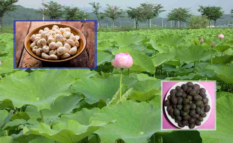 పూల్‌ మఖానా ఎలా తీసుకుంటే మంచిదో తెలుసా..! | Amazing Health Benefits Of ...
