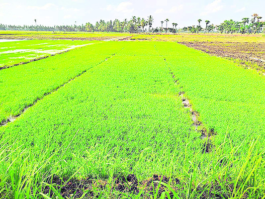 నారుమడి.. ఇలా పెంచితే సరి | - | Sakshi