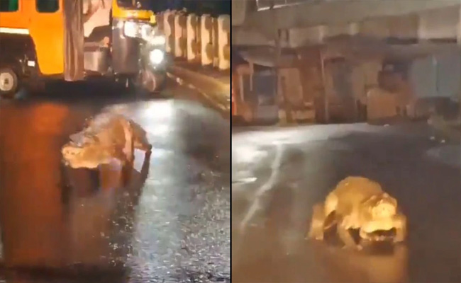 Viral: వర్షాలతో రోడ్డుపైకొచ్చిన భారీ మొసలి | Crocodile Seen Strolling ...