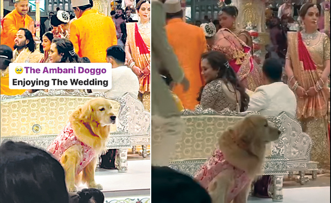 అంబానీ ఇంట అందగాడు | Awesome Moment At The Ambani Wedding! Pet Dog | Sakshi