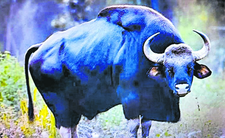 మాయమయింది మళ్లీ వచ్చింది | Wild Buffalo in Nalla mala Forest | Sakshi