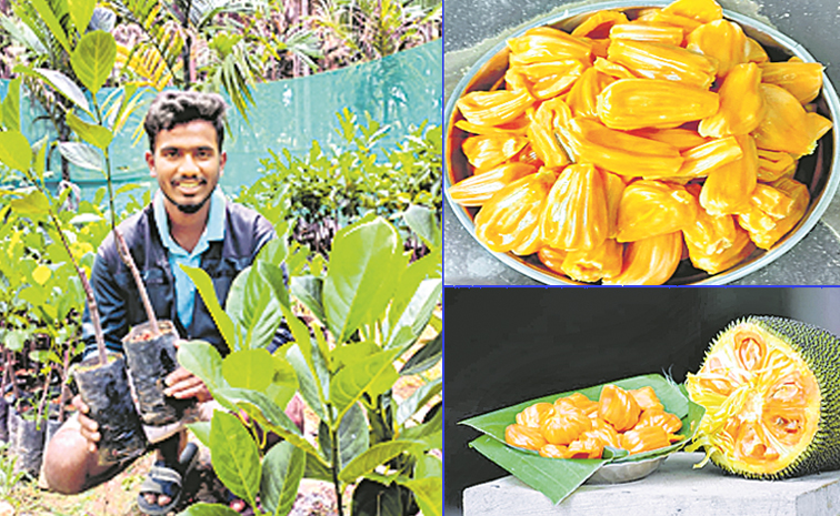 6,7 తేదీల్లో హుబ్లీలో పనస మేళా.. | Panasa Is A High Yielding Drought ...