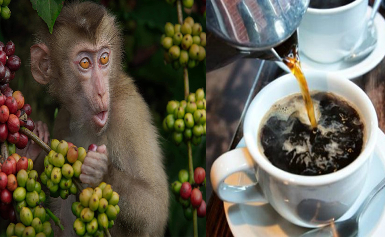 మంకీ స్పిట్‌ కాఫీ: ఛీ..యాక్‌ అలానా తయారీ..! | Monkey Spit Coffee: The ...