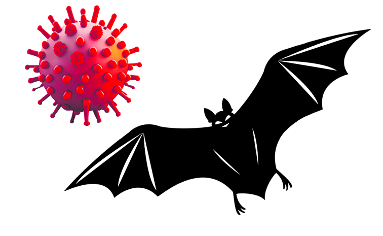 నిఫా.. ఇలా సఫా.. | Nifa virus is spread by fruit bats | Sakshi