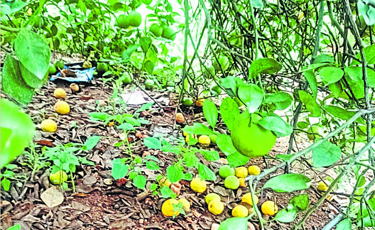అంటగట్టారు! | Battayi: Loss of Rs.60 crore in Nalgonda district | Sakshi
