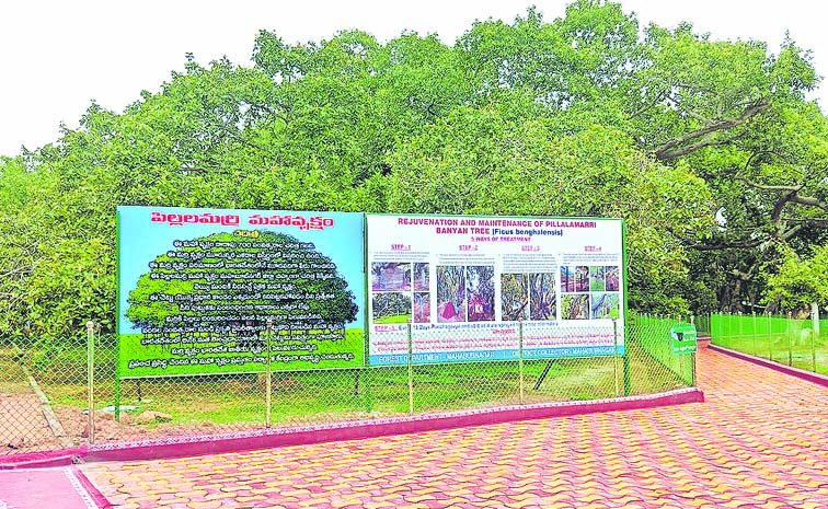 పిల్లలమర్రికి పూర్వవైభవం | 700 year old giant tree that has dried up to ...