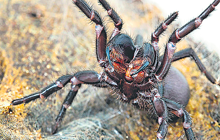 ఈ విషయం తెలుసా? ఈ సాలీడు కుడితే.. ఇక అంతే! | Interesting Facts About ...