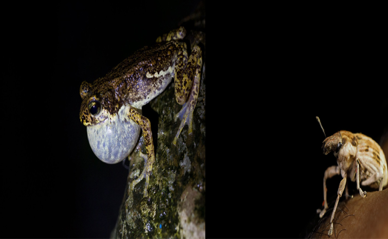 ఒక హంతకుడి బాధితులు! | Victims Of The Serial Strangler By Janaki Lenin ...