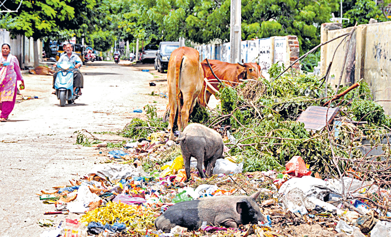 ఊరూ.. వాడా.. చెత్తగుట్టలు | Lack Of Waste Management Leads To Vector ...