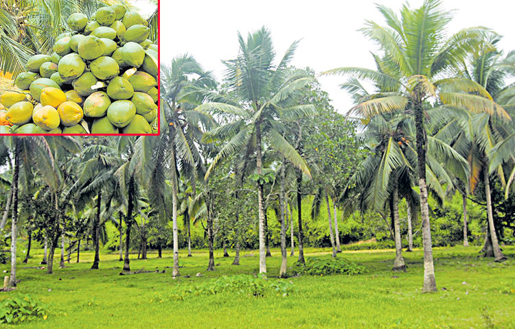 కొబ్బరి.. దయచూపాలి మరి | Coconut problems at the national level | Sakshi