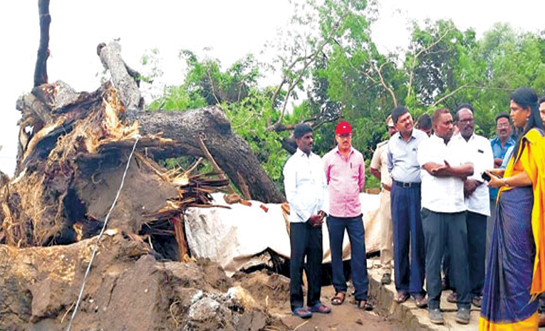 సినిమా వృక్షం పునరుజ్జీవానికి చర్యలు | Renaissance To Cinema tree | Sakshi