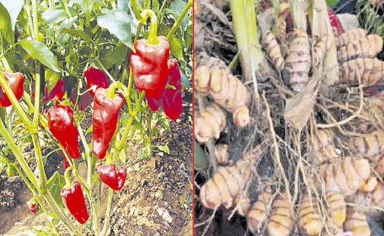 చపాటా మిర్చికి త్వరలో జీఐ ట్యాగ్‌! | Chapata chilli soon to get GI tag ...