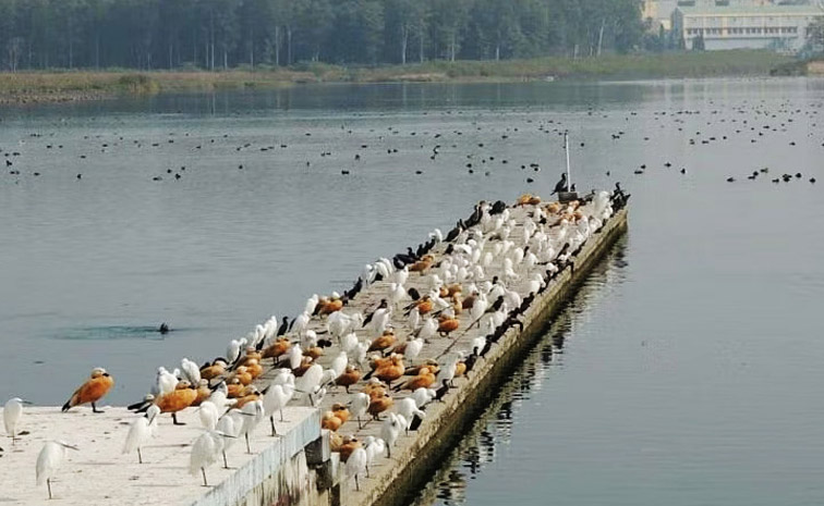 కనువిందు చేస్తున్న విదేశీ వలస పక్షులు | Migratory Birds at Asan ...