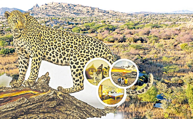 సఫారీ విహారానికి కేరాఫ్ సుజన్‌ జవాయీ | Sujan Jawai: Jawai Forest in ...