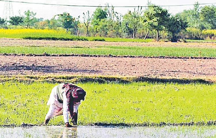 ఖరీఫ్‌ కుదేలు...సాగు.. బాగోలేదు | Farmers are loss in the Kharif season ...
