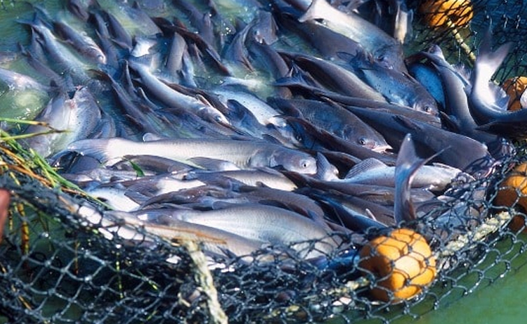 బీఎస్‌ఎఫ్‌ పురుగులతో చవకగా చేపల మేత! | Amazing and affordable fish ...