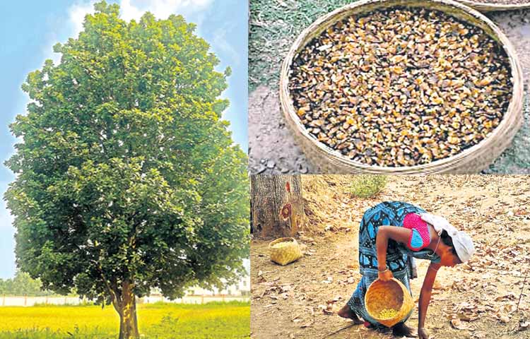 Vippa Puvvu: విప్ప పువ్వు.. కల్పతరువు | Womens steps towards ...