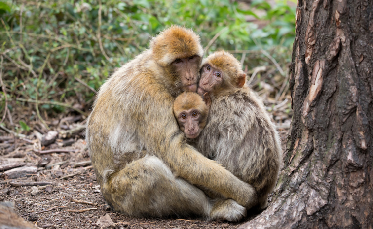 అమెరికా పోలీసుల కోతుల వేట | More than 40 monkeys escape research lab in ...