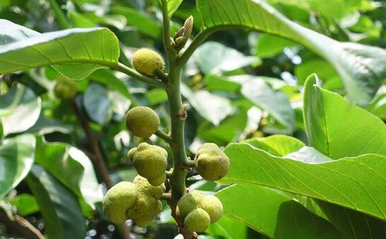 మంకీ జాక్‌ గురించి విన్నారా? బోలెడన్ని పోషకాలు, ప్రయోజనాలు ...