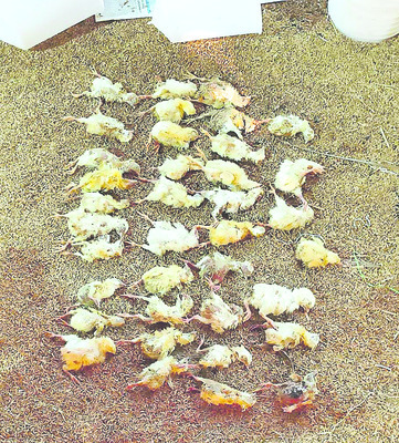 కోడి పిల్లలు.. విలవిల | - | Sakshi